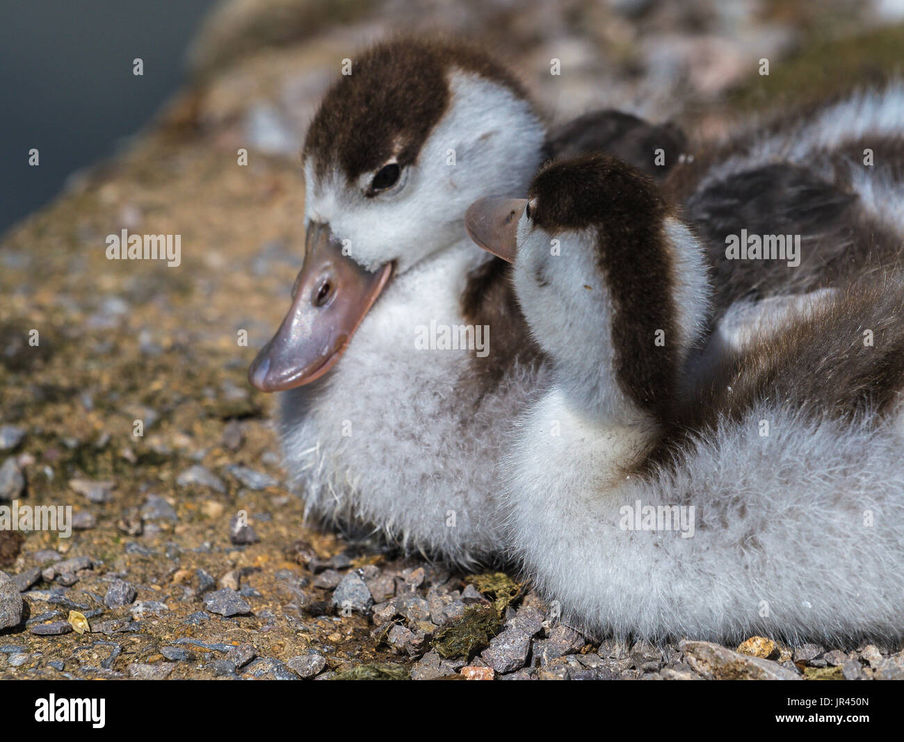 Common Shelduck chicks at Slimbridge Stock Photo - Alamy