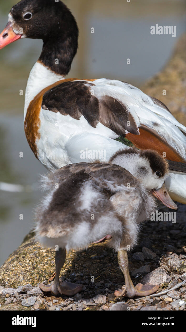 Common Shelduck chicks at Slimbridge Stock Photo - Alamy