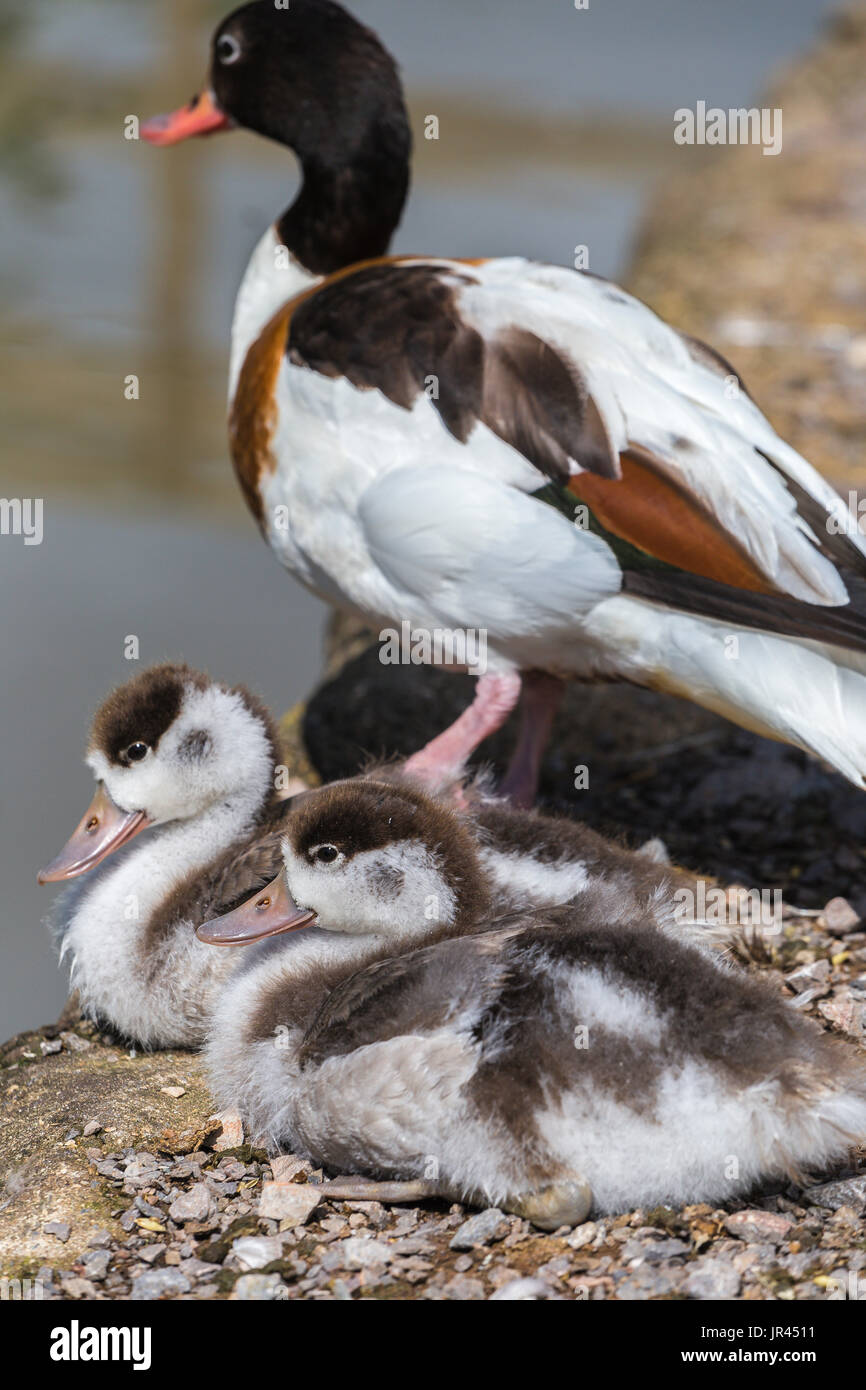 Chicks of shelduck hi-res stock photography and images - Alamy