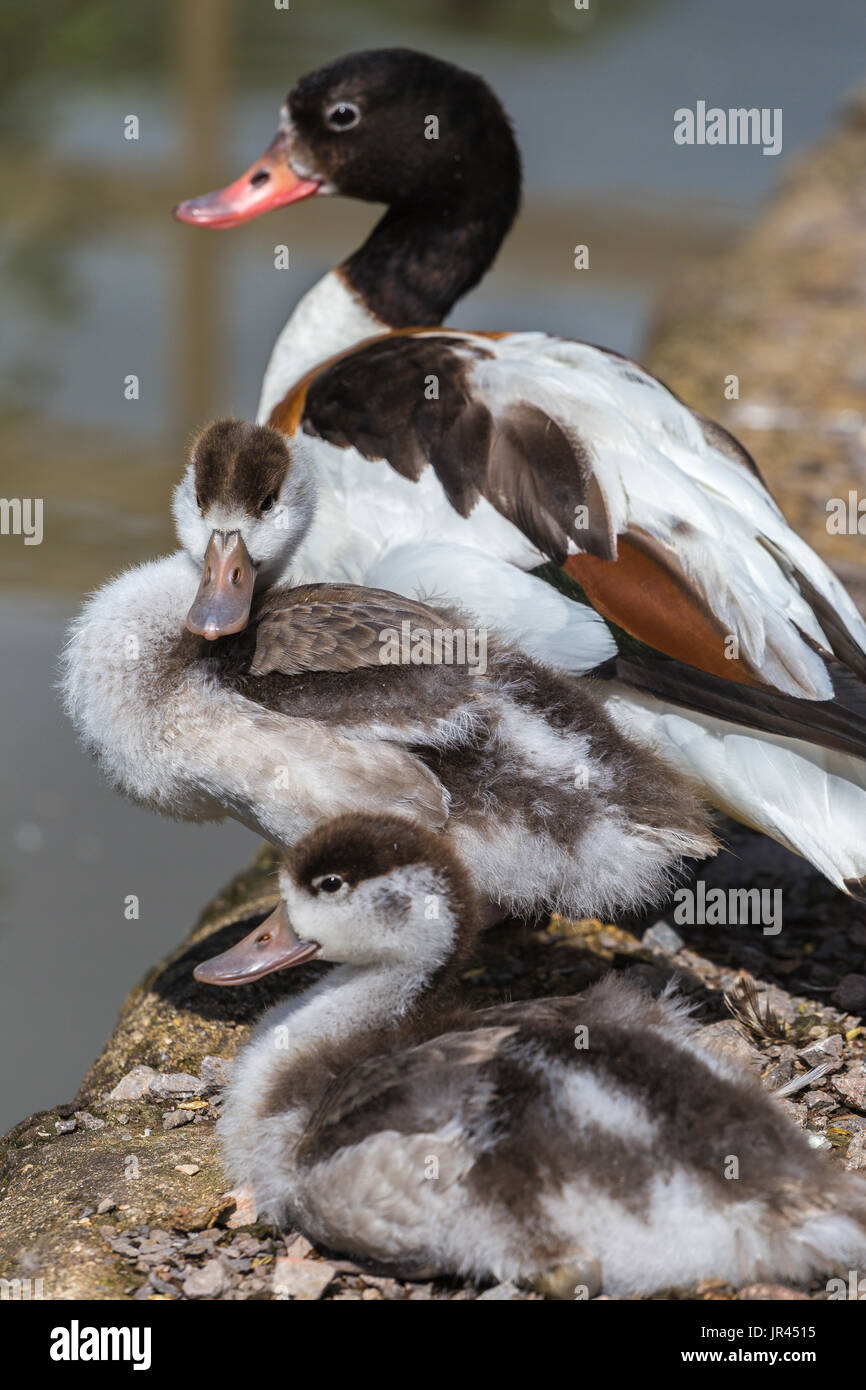 Common Shelduck chicks at Slimbridge Stock Photo - Alamy