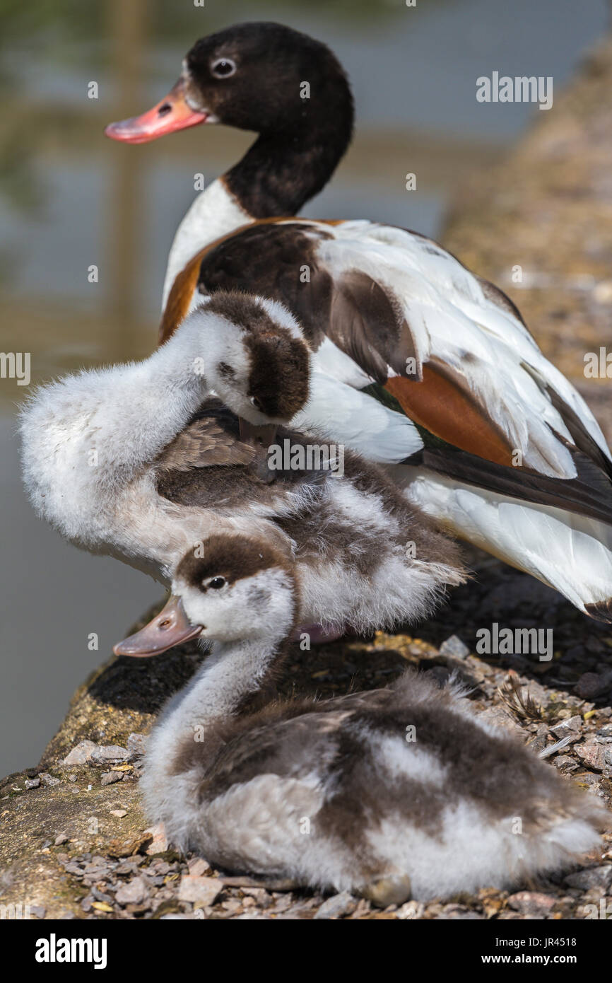 Common Shelduck chicks at Slimbridge Stock Photo - Alamy