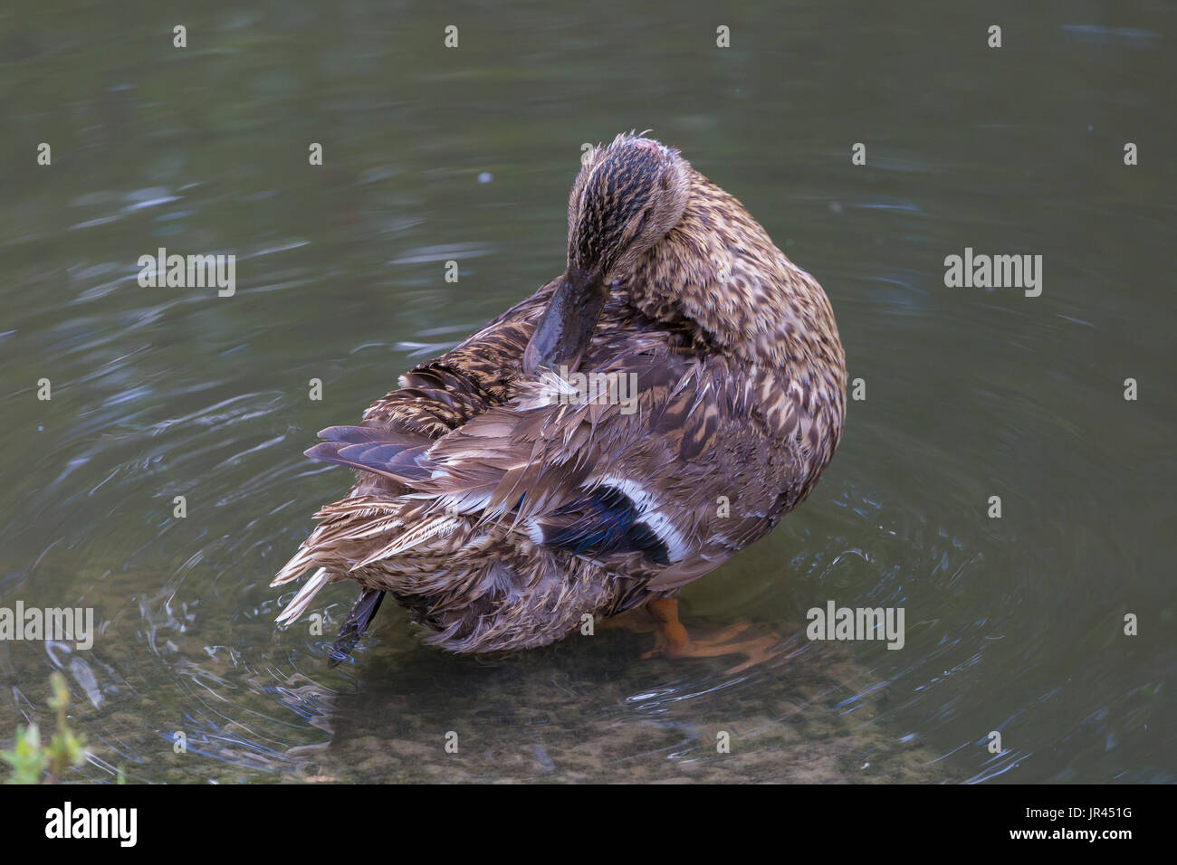 Garganey summer hi-res stock photography and images - Alamy