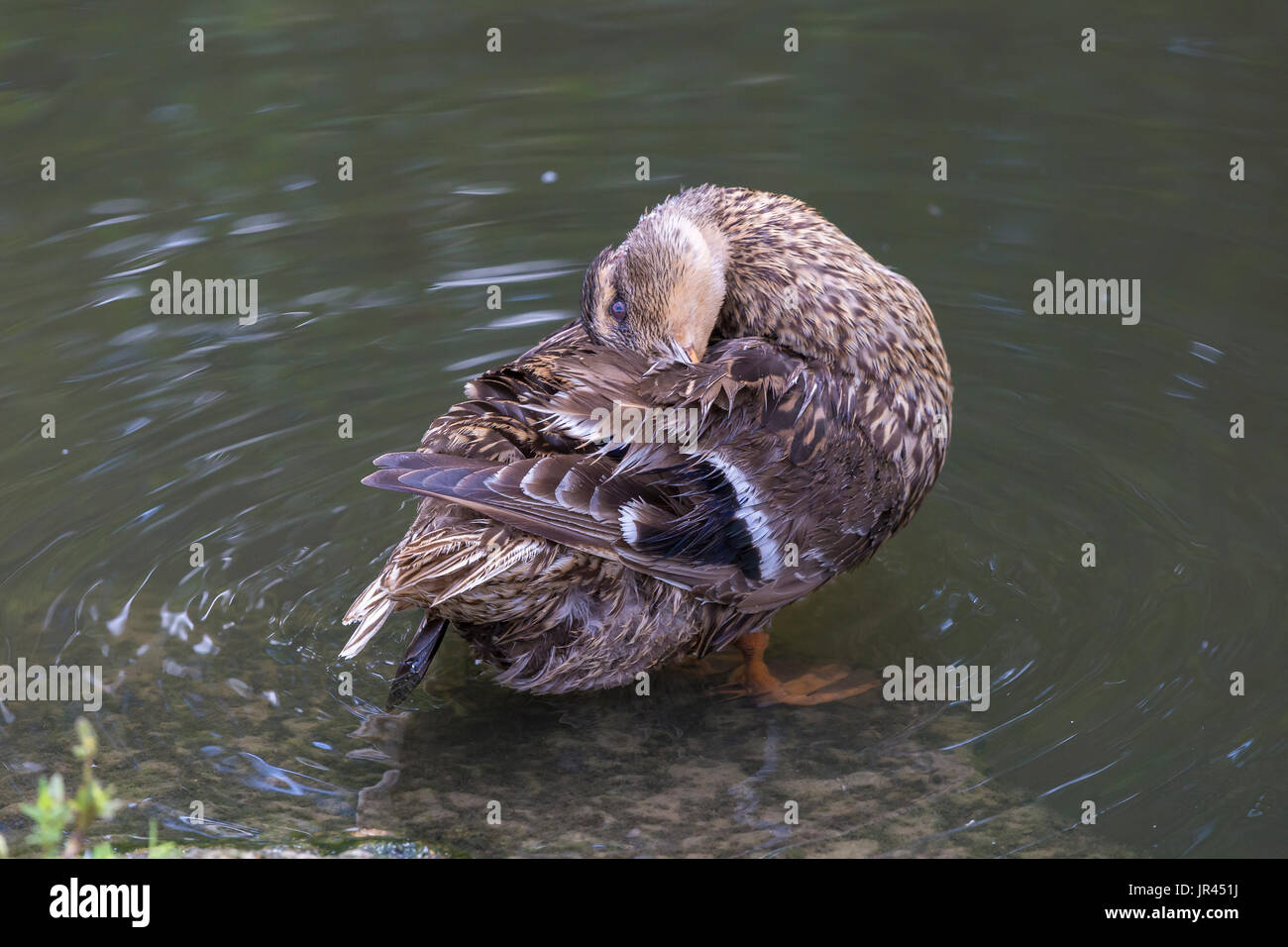 Garganey summer hi-res stock photography and images - Alamy