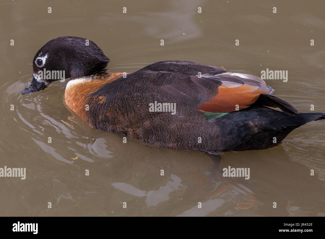 Australian shelduck hi-res stock photography and images - Alamy