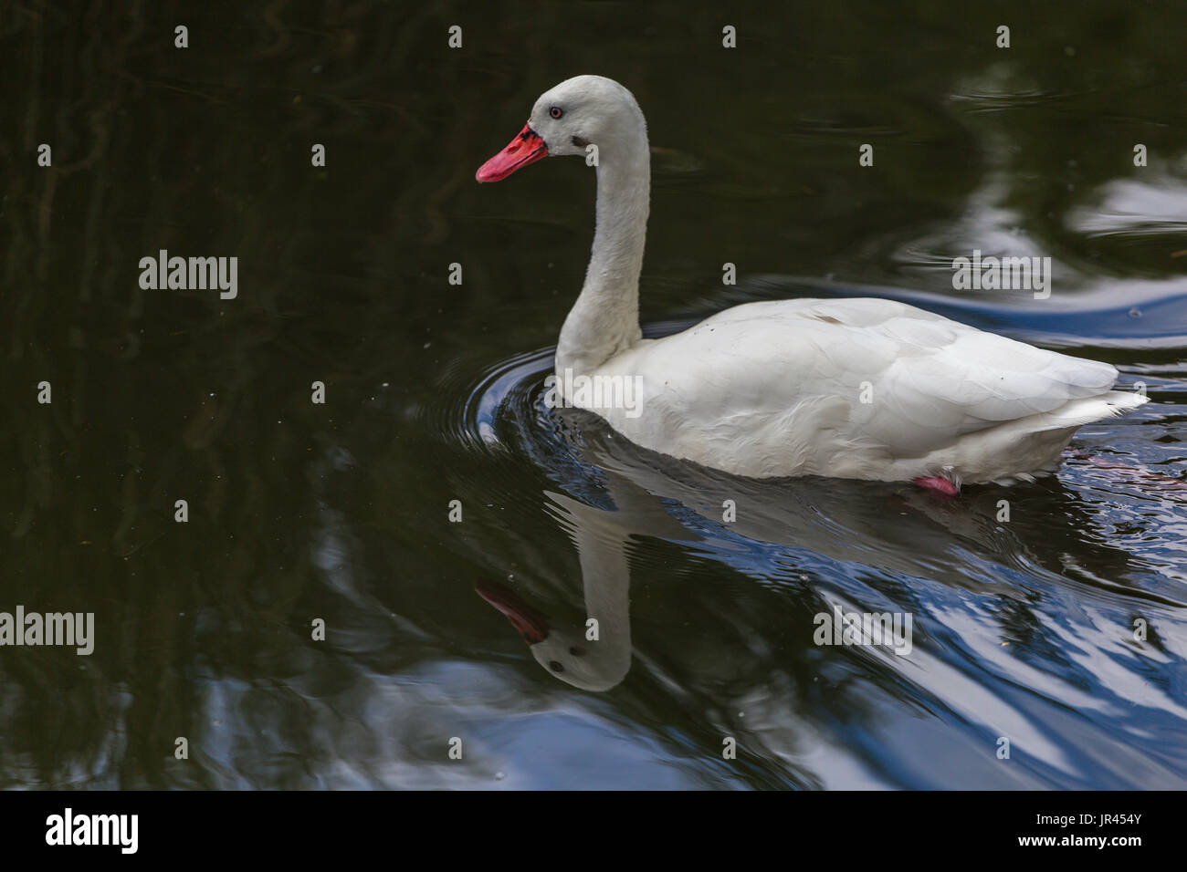 Coscoroba Swan at Slimbridge Stock Photo - Alamy