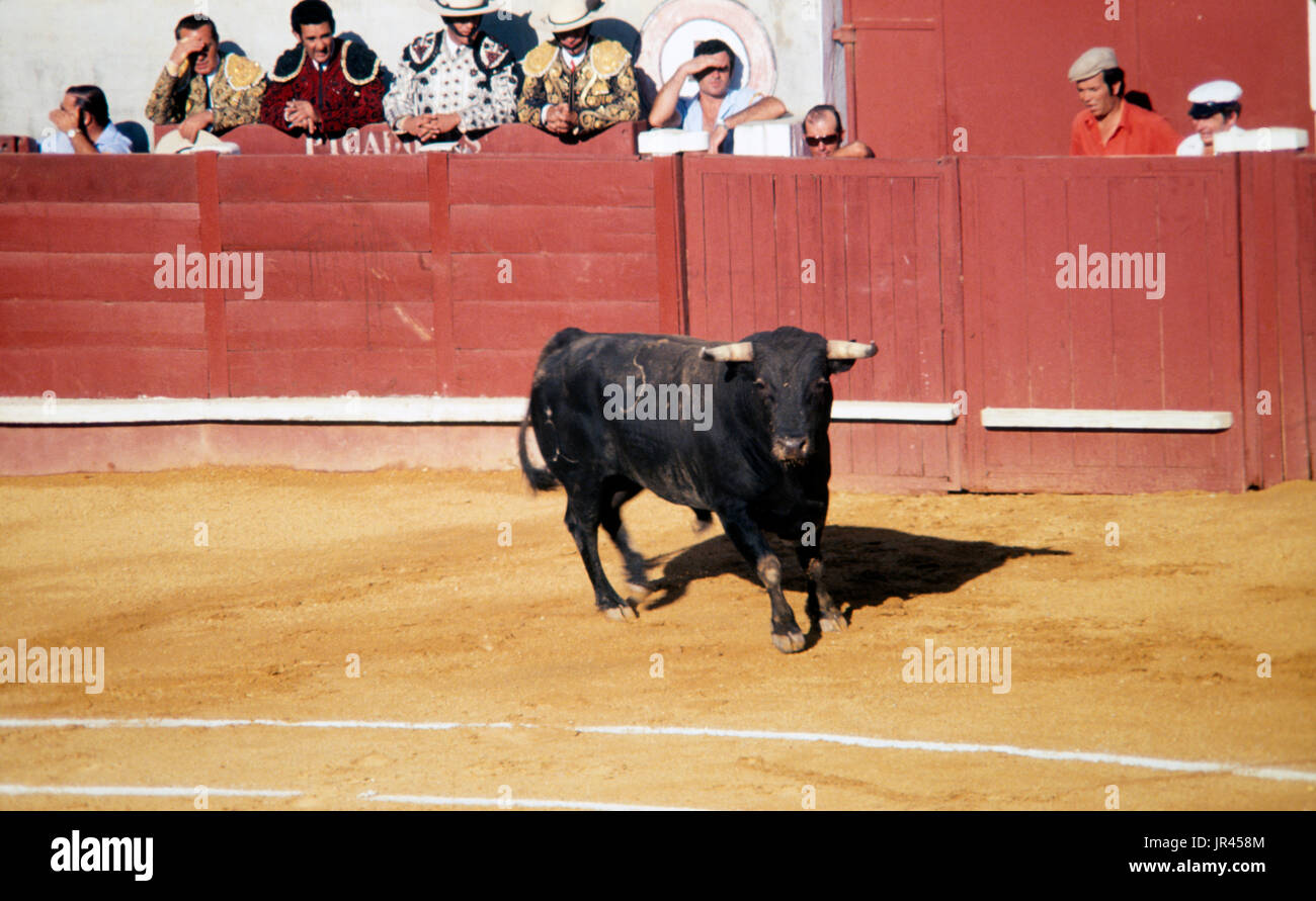 Bullshit in Spain - Toreador fight with bull - Feria Stock Photo - Alamy