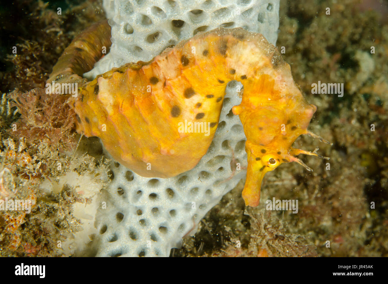 Pot bellied seahorse hippocampus abdominalis hi-res stock photography ...