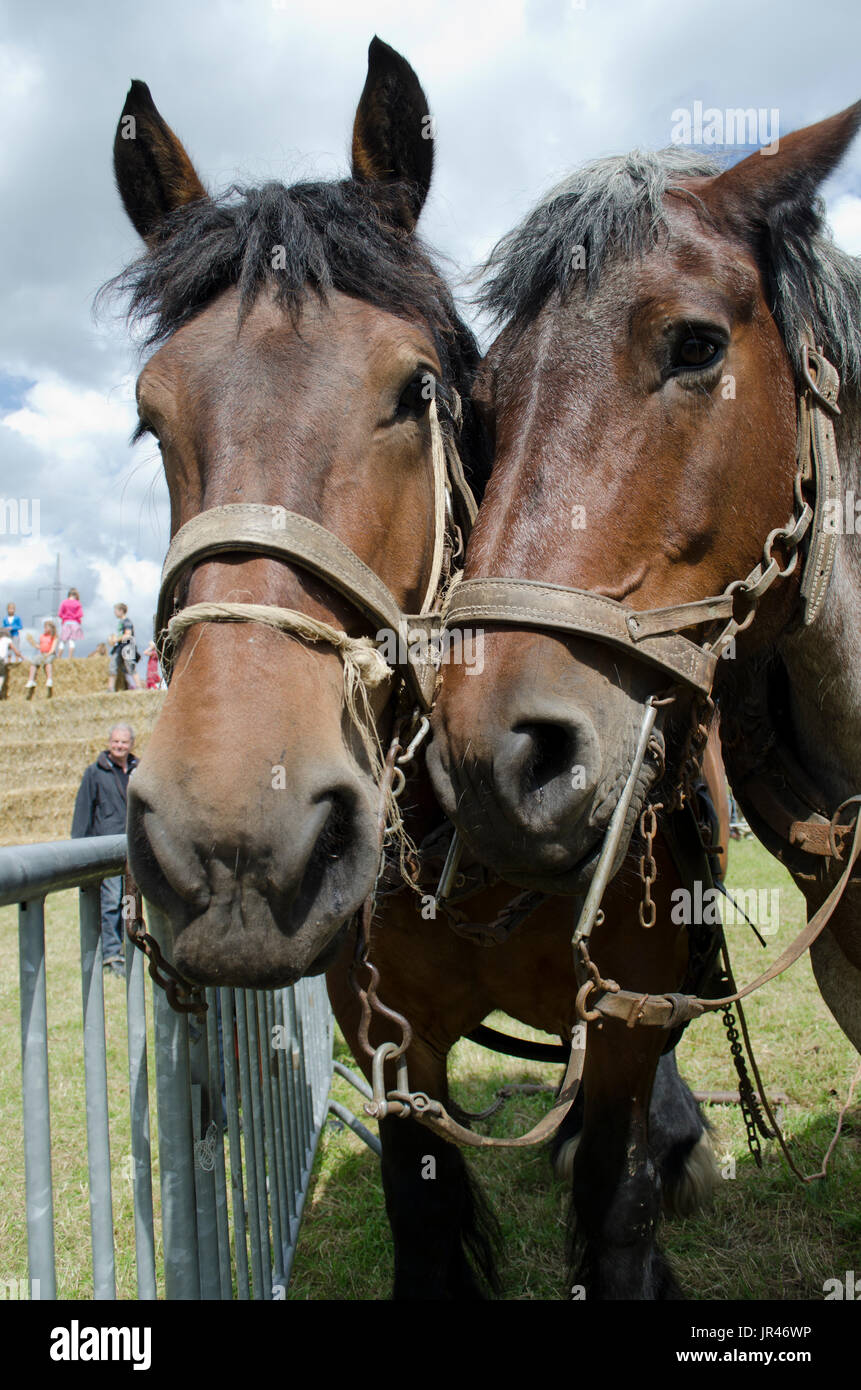 Animals hugging and kissing hi-res stock photography and images - Alamy