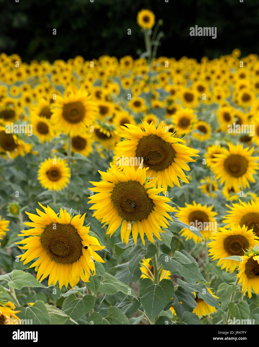 Sunflower feild hi-res stock photography and images - Alamy