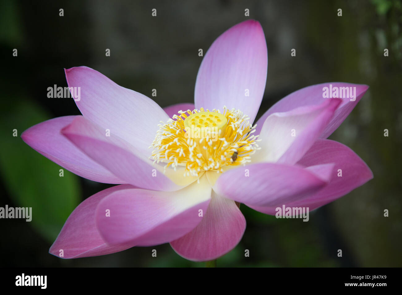 Receptacle of the flower hi-res stock photography and images - Alamy