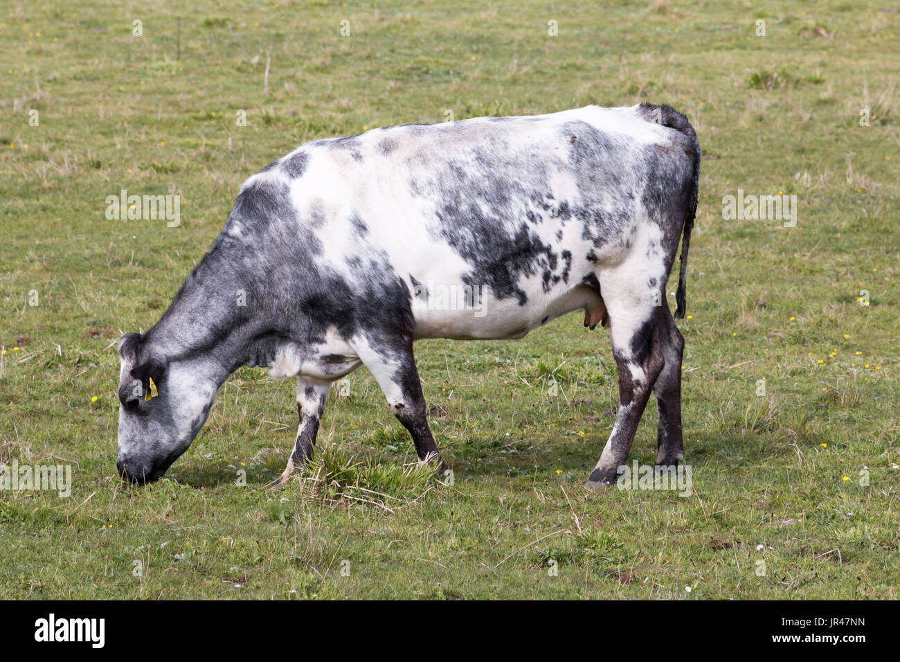 Green grasslands hi-res stock photography and images - Alamy