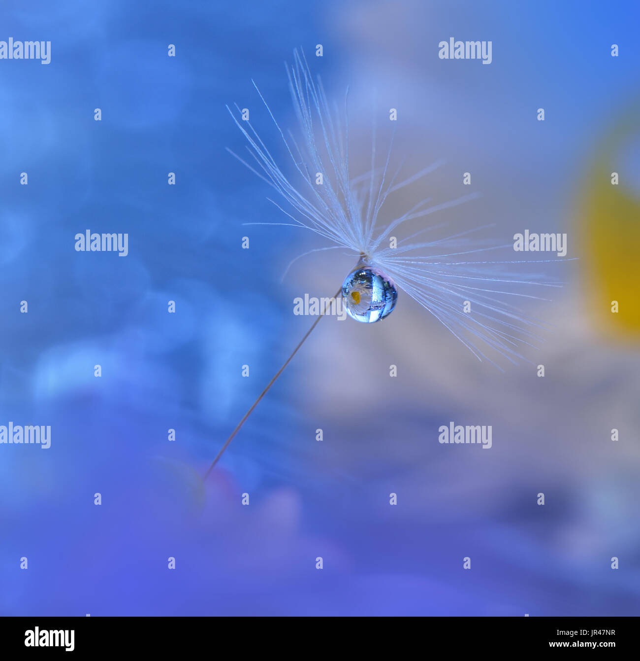 Dandelion desktop wallpaper hi-res stock photography and images - Alamy
