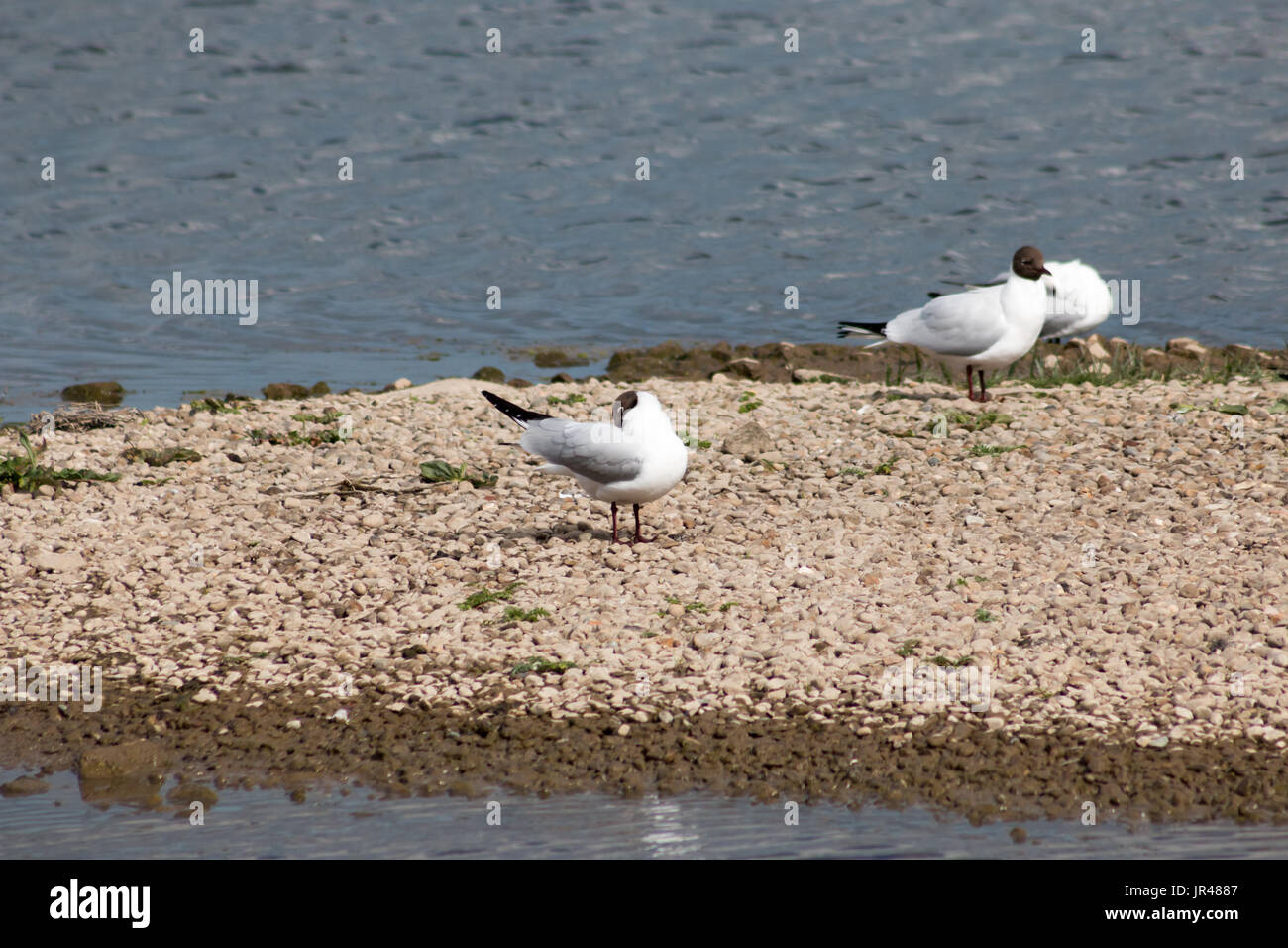 Black headed gulls preening hi-res stock photography and images - Alamy
