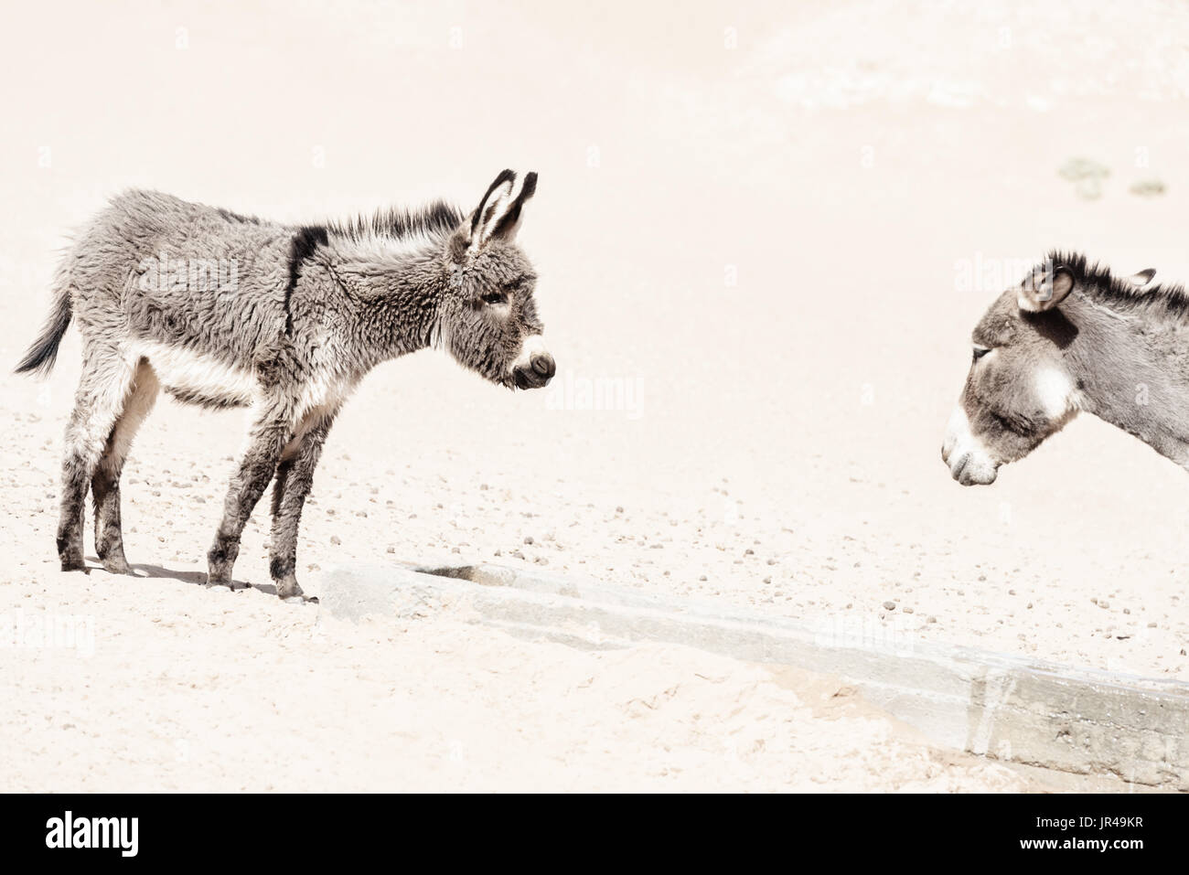 Donkey baby with mother at a well in the desert. High key image Stock ...