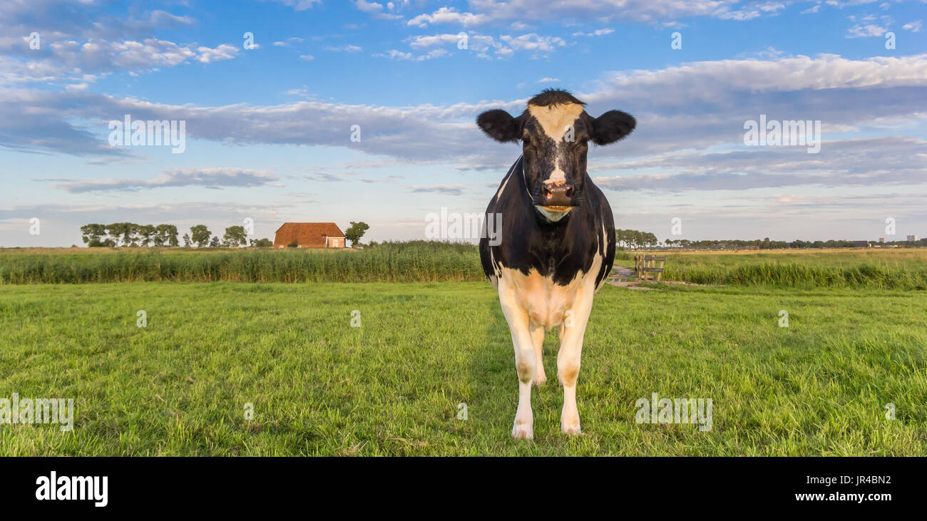 Panorama of a dutch cow iand a farm in The Netherlands Stock Photo - Alamy