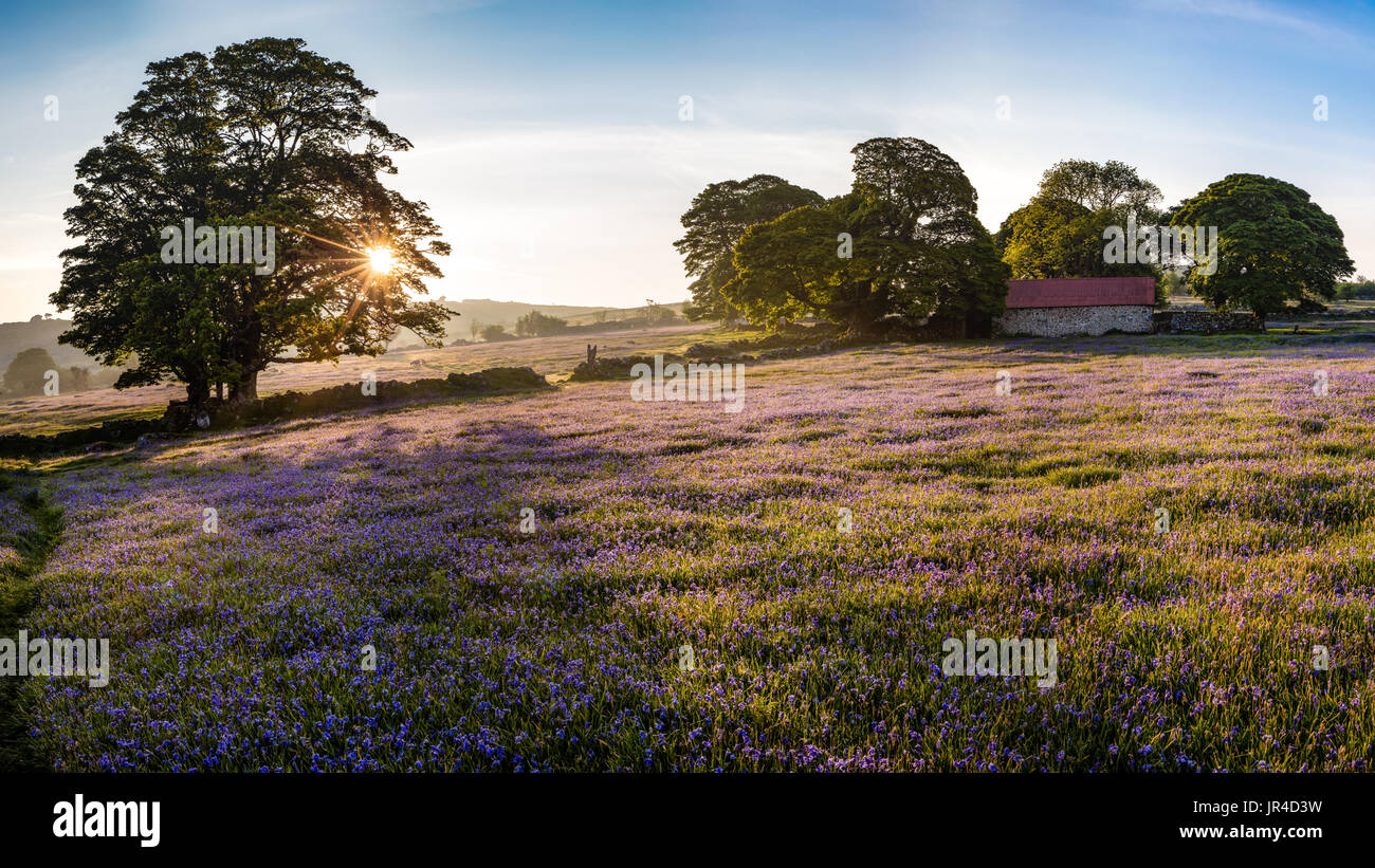 A late spring morning in a field by Emsworthy Barn near Haytor ...