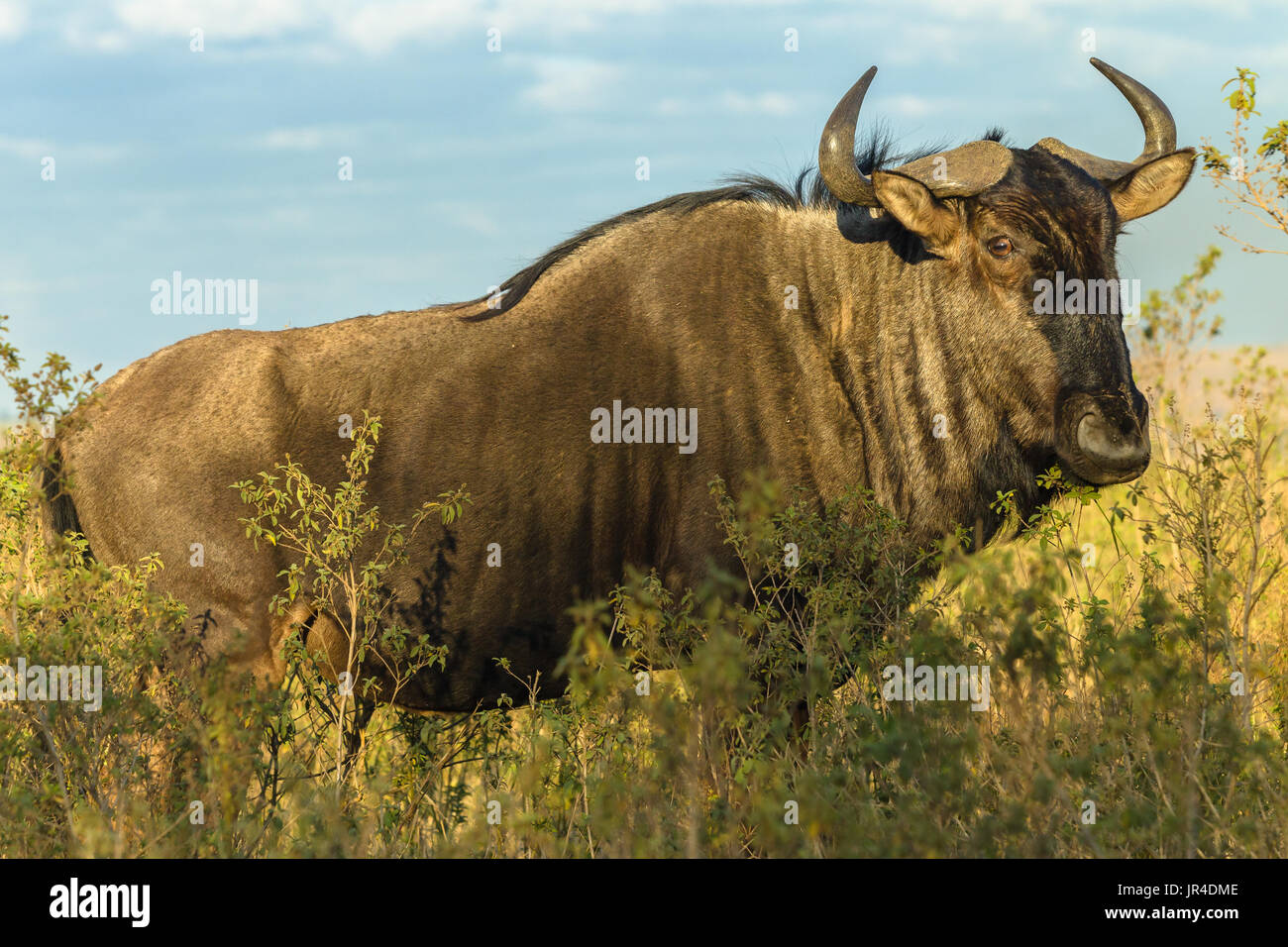 Wildlife wildebeast bull animal closeup moring photo park reserve Stock ...