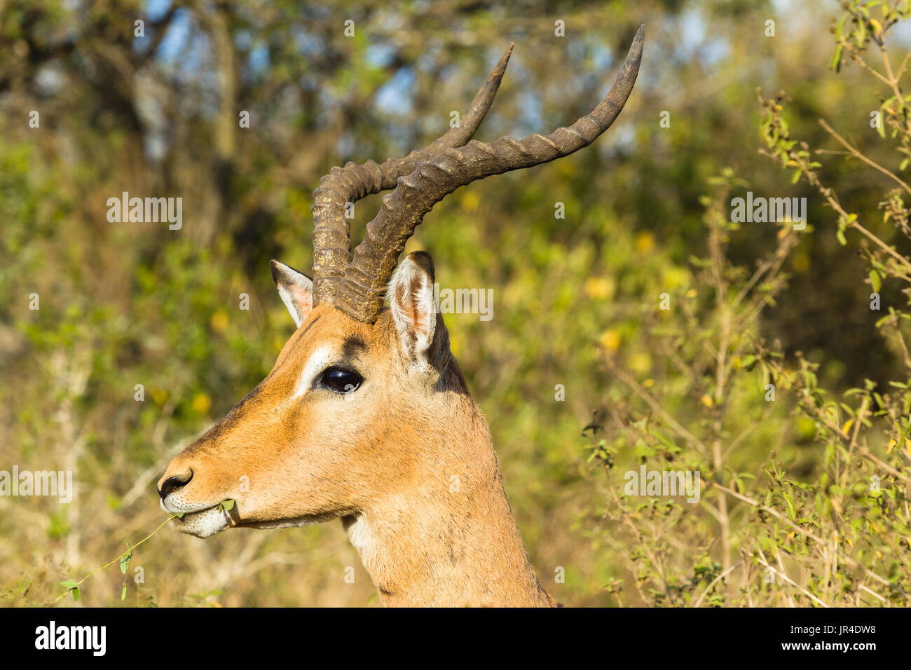Buck impala male animals closeup eye to eye wildlife animal safari park ...
