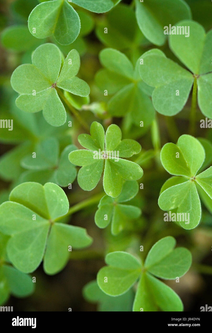 Four Leaf Clover Stock Photo - Alamy
