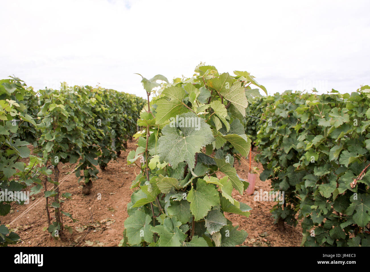 View of wine field and grape in Champagne hill in France Stock Photo ...