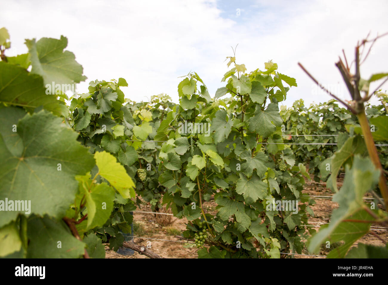 View of wine field and grape in Champagne hill in France Stock Photo ...