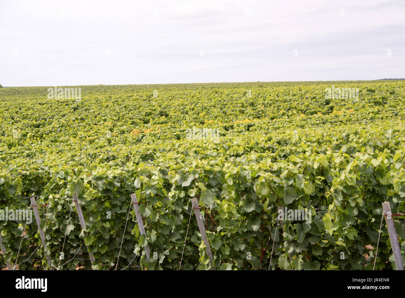 View of wine field and grape in Champagne hill in France Stock Photo ...