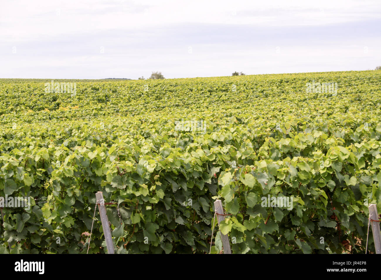 View of wine field and grape in Champagne hill in France Stock Photo ...