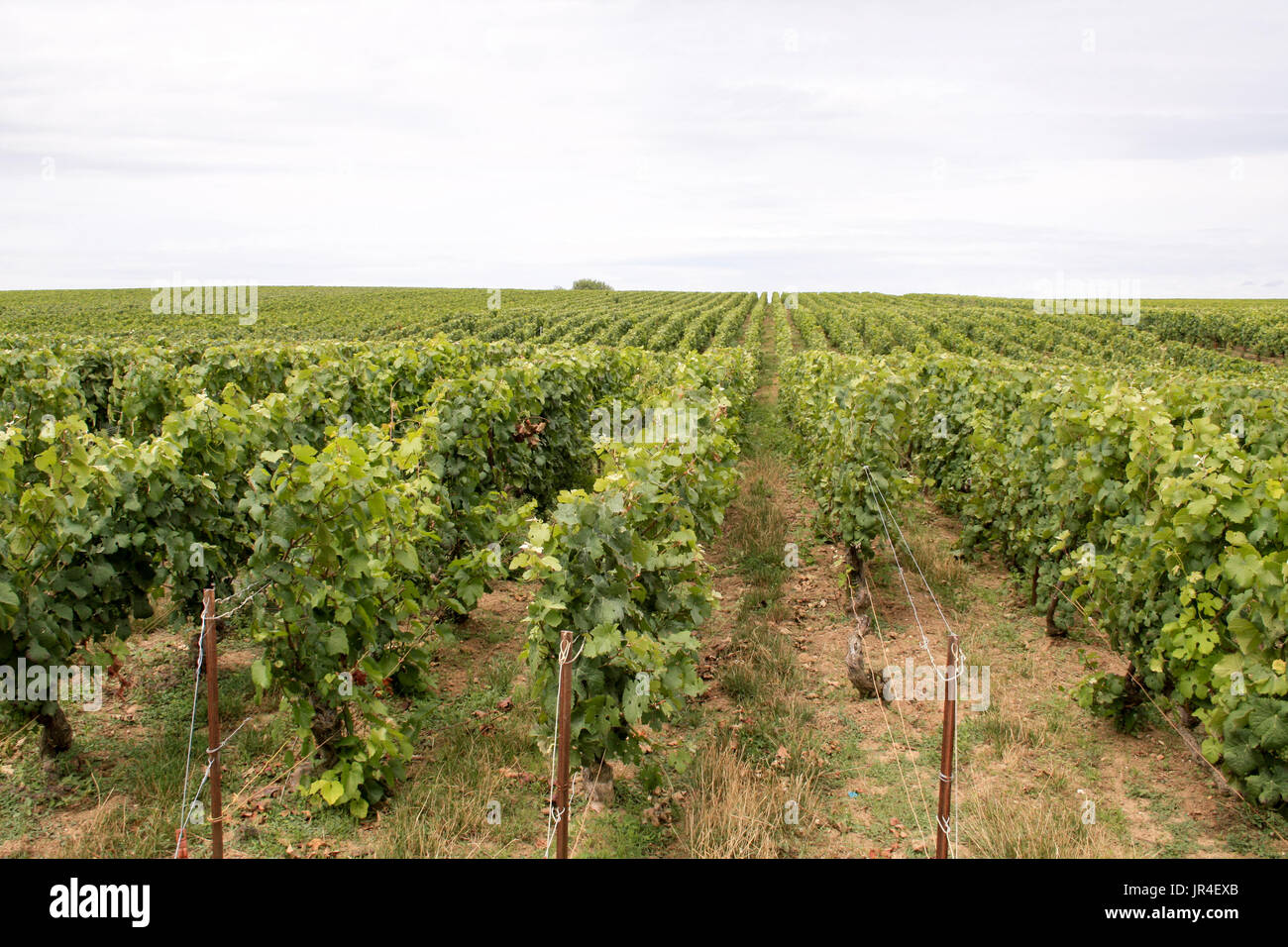 View of wine field and grape in Champagne hill in France Stock Photo ...