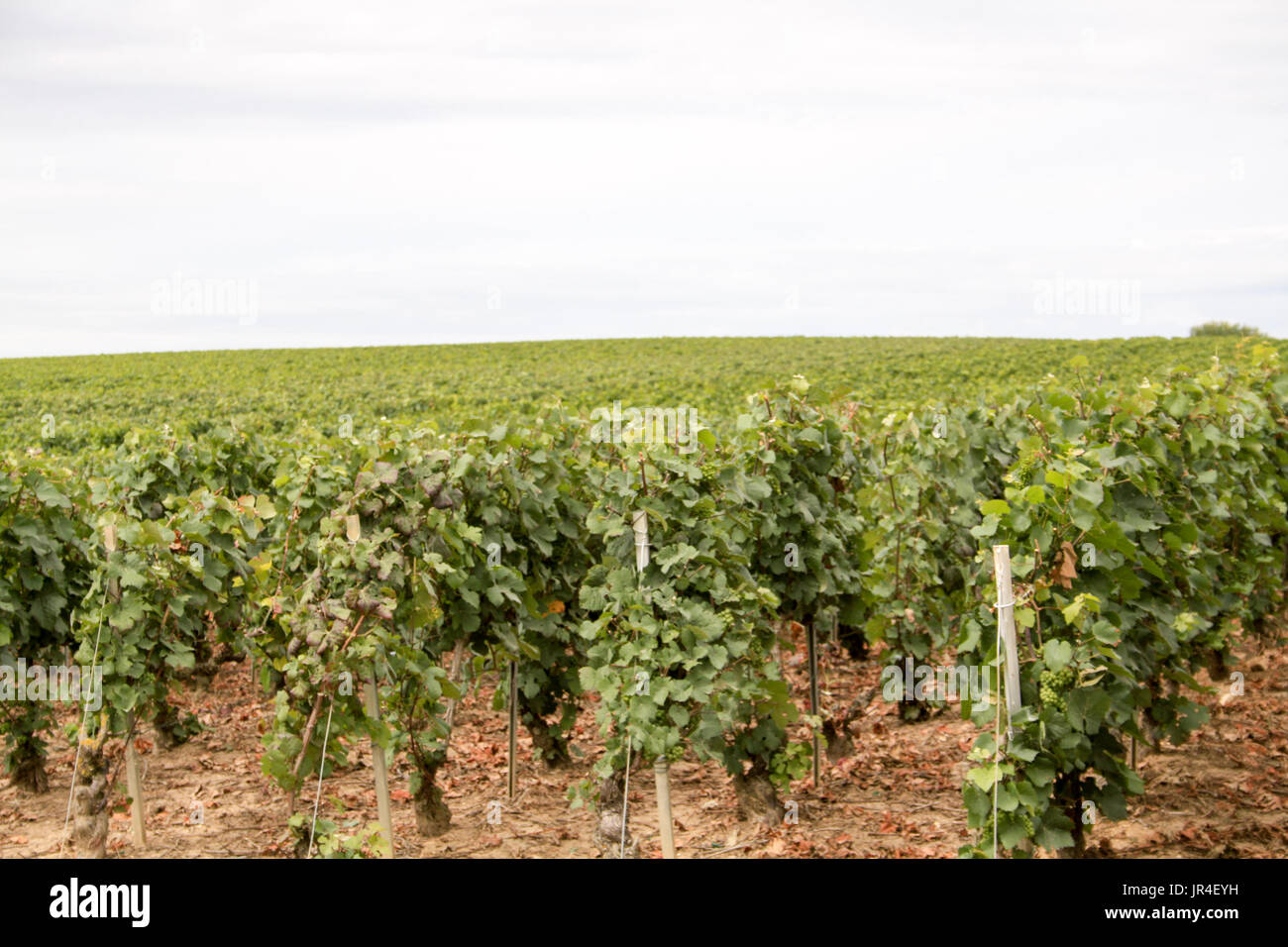 View of wine field and grape in Champagne hill in France Stock Photo ...