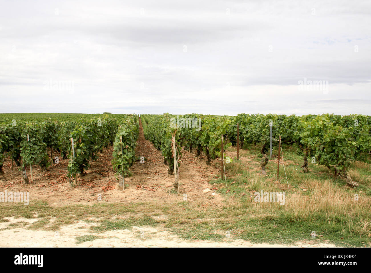 View of wine field and grape in Champagne hill in France Stock Photo ...