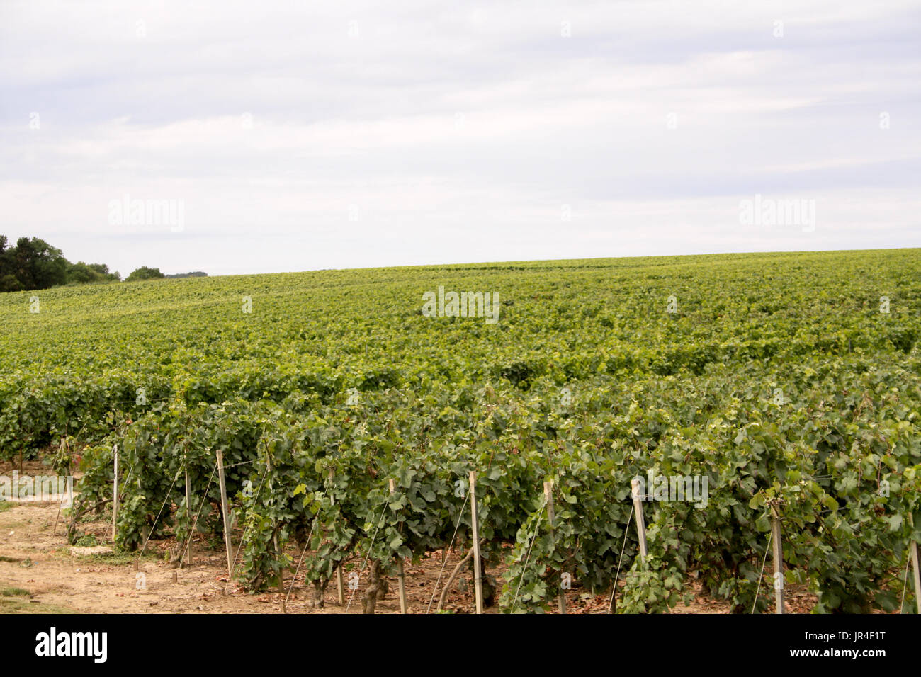 View of wine field and grape in Champagne hill in France Stock Photo ...