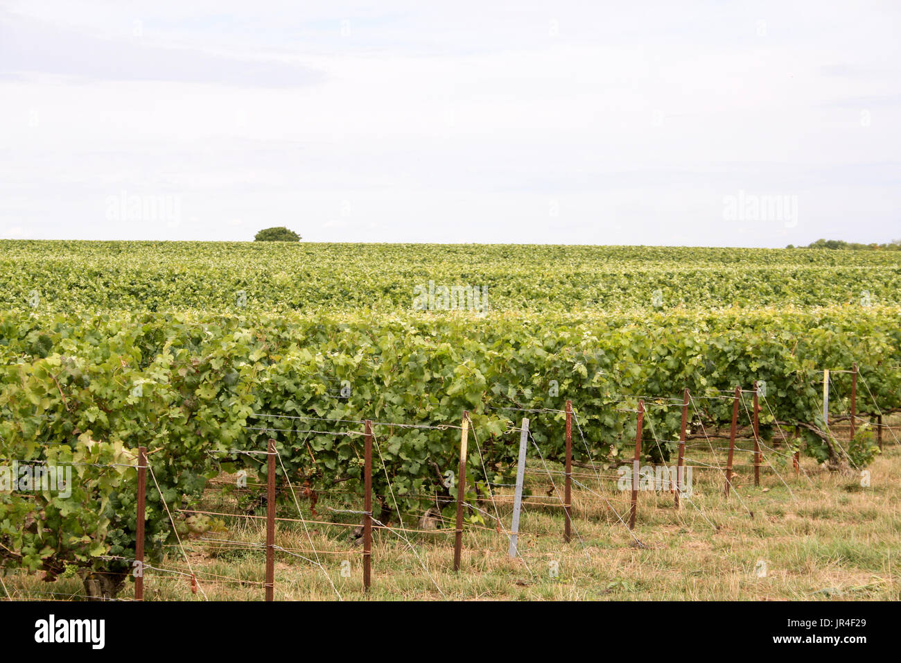 View of wine field and grape in Champagne hill in France Stock Photo ...