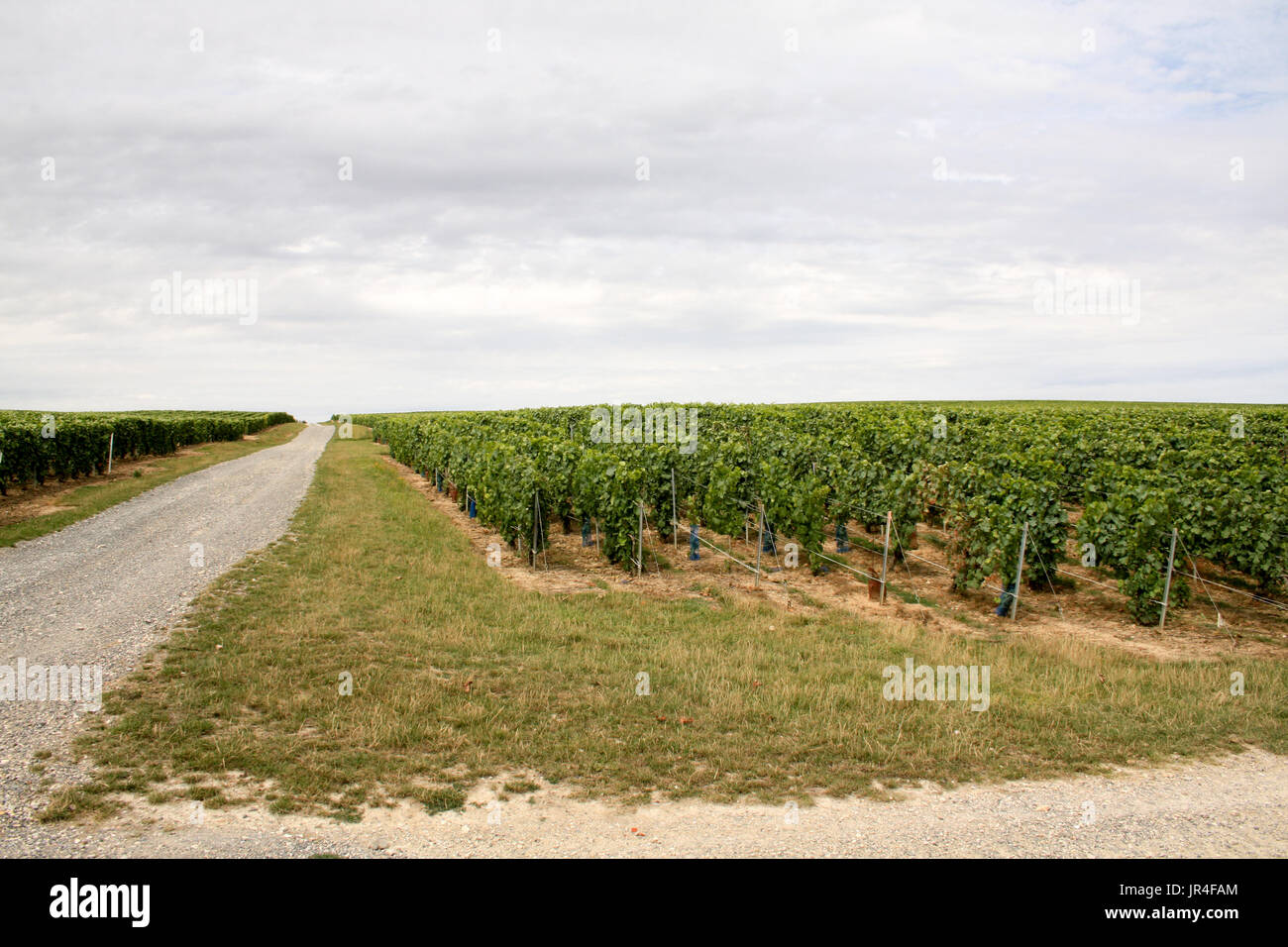 View of wine field and grape in Champagne hill in France Stock Photo ...