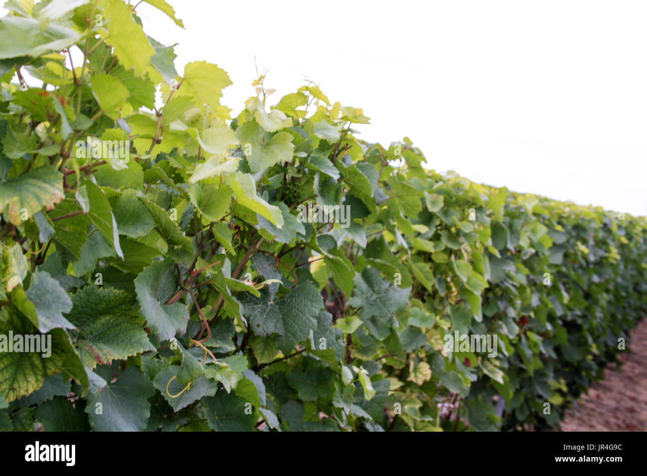 View of wine field and grape in Champagne hill in France Stock Photo ...