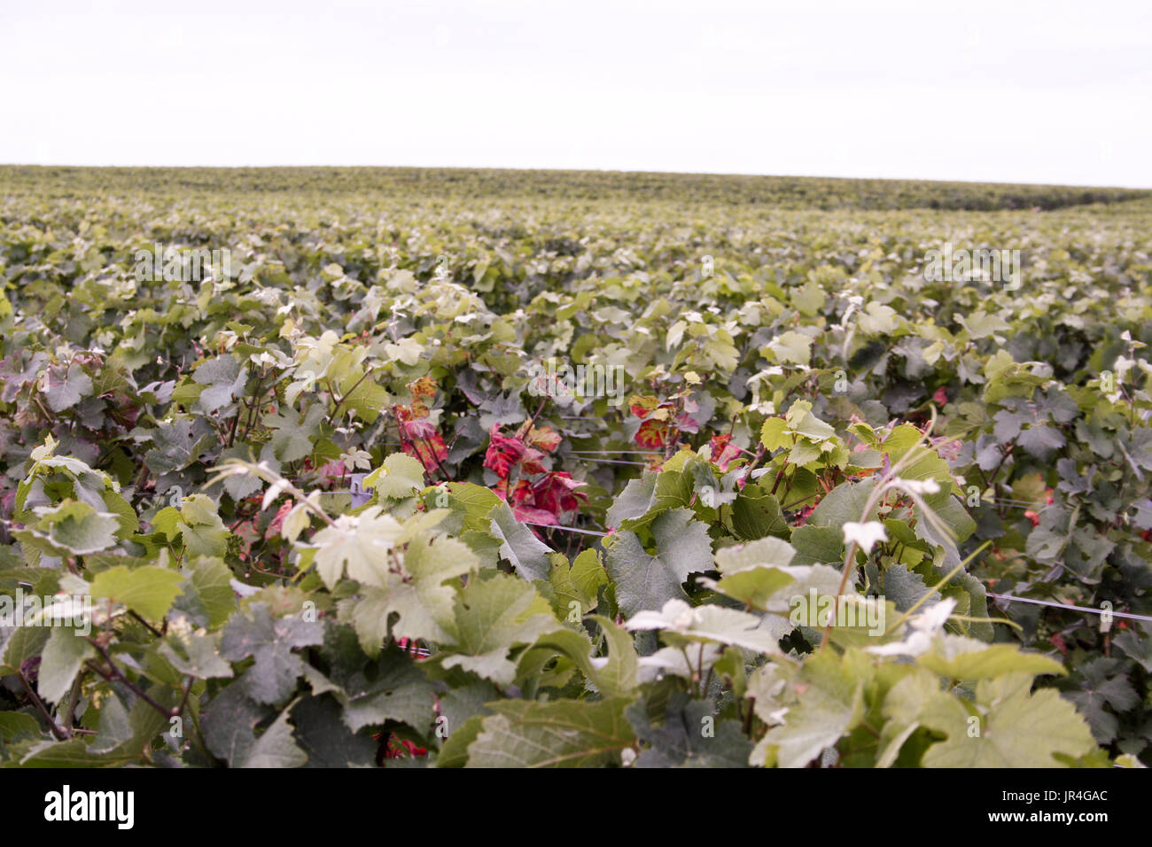 View of wine field and grape in Champagne hill in France Stock Photo ...