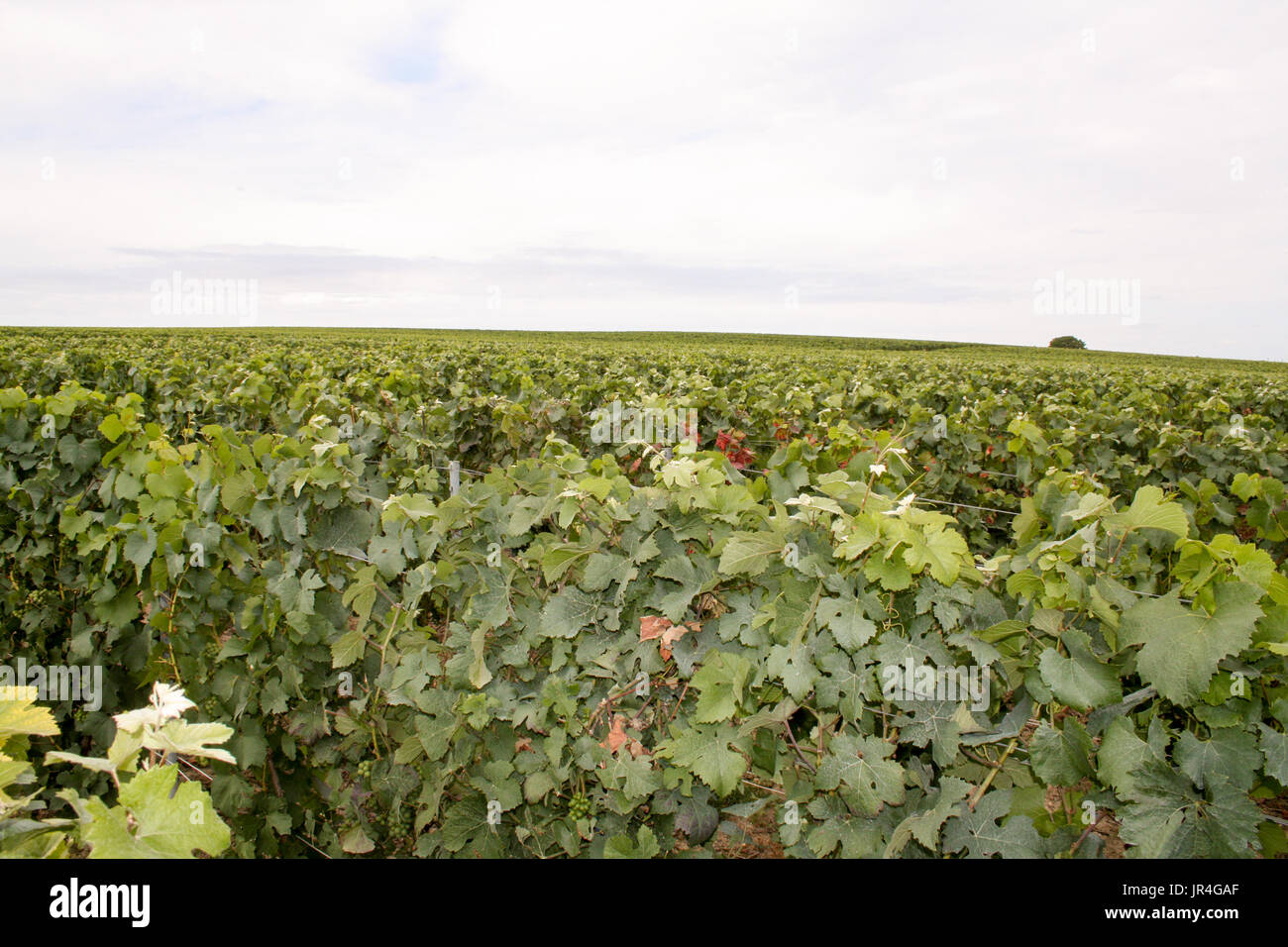View of wine field and grape in Champagne hill in France Stock Photo ...