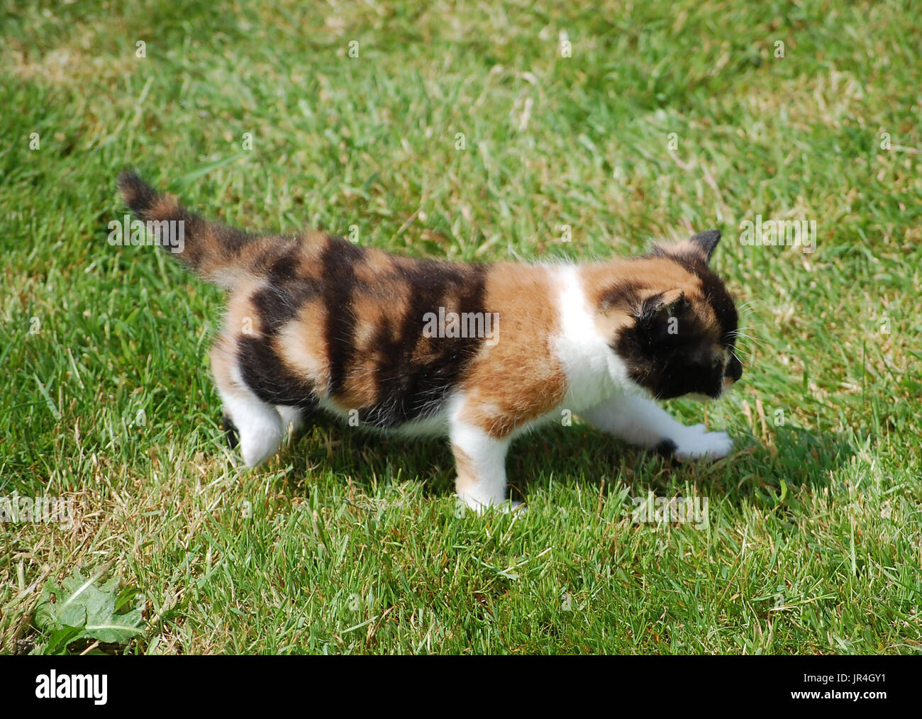 Orphan kittens hi-res stock photography and images - Alamy