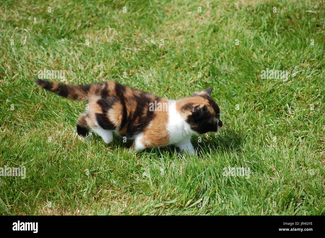 Orphan kittens hi-res stock photography and images - Alamy