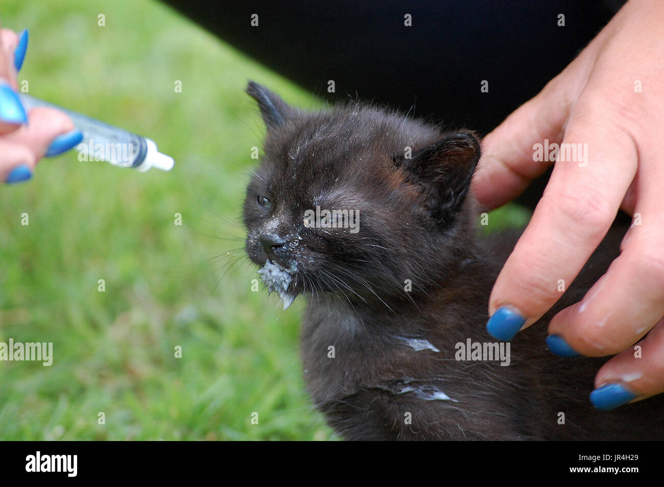 Orphaned Kitten High Resolution Stock Photography and Images - Alamy