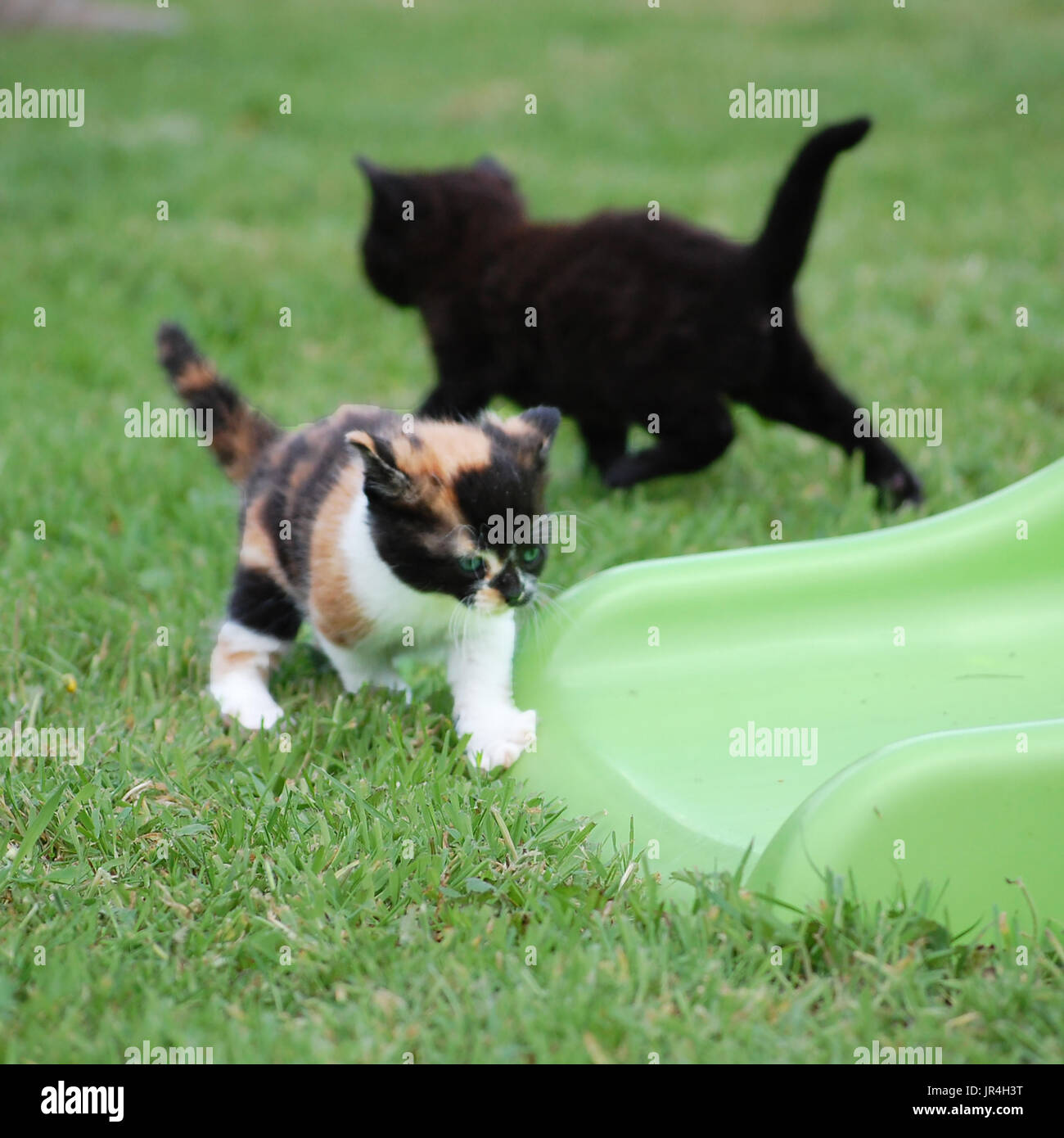 Orphan kittens hi-res stock photography and images - Alamy