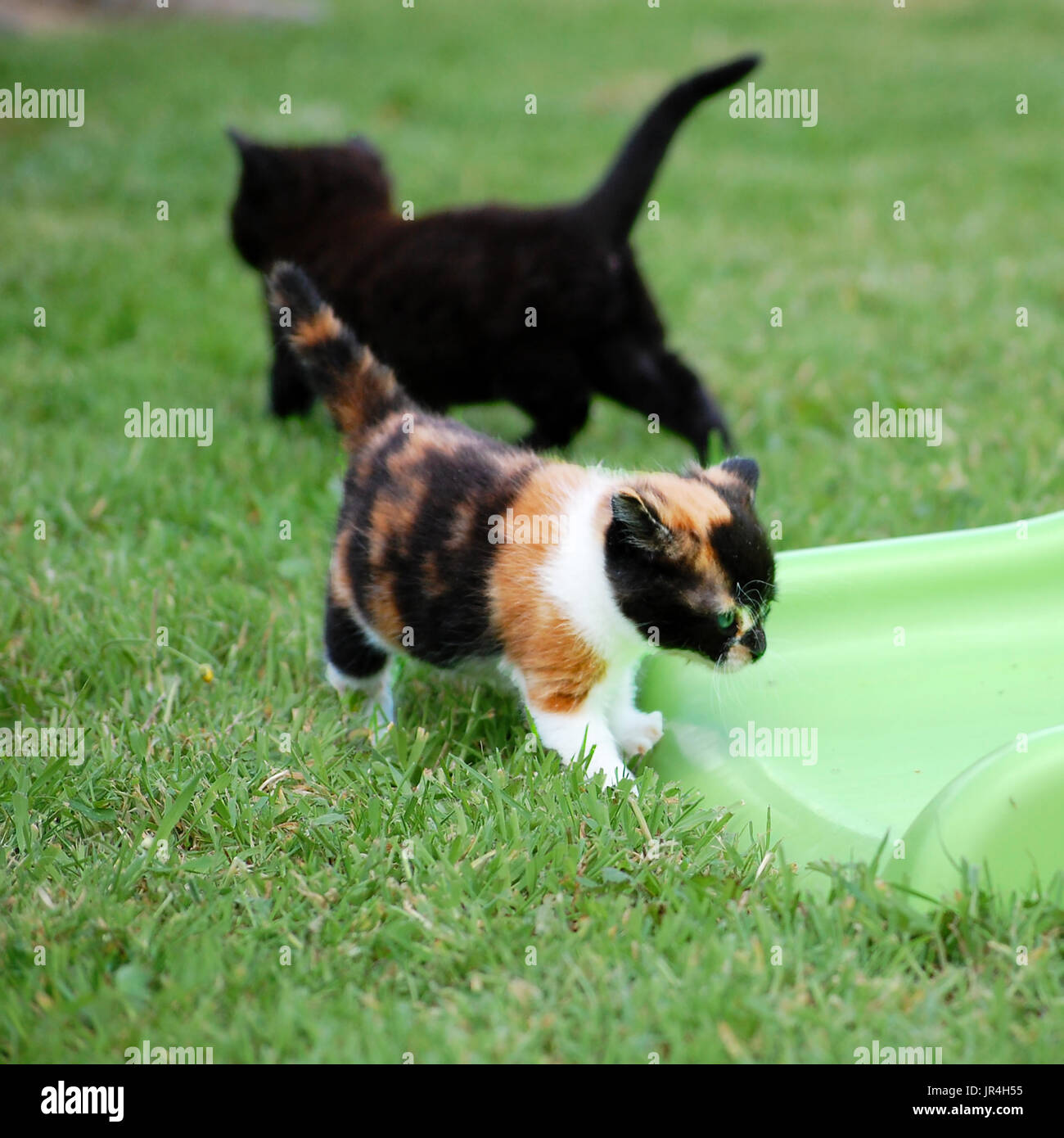 Orphaned Kitten High Resolution Stock Photography and Images - Alamy