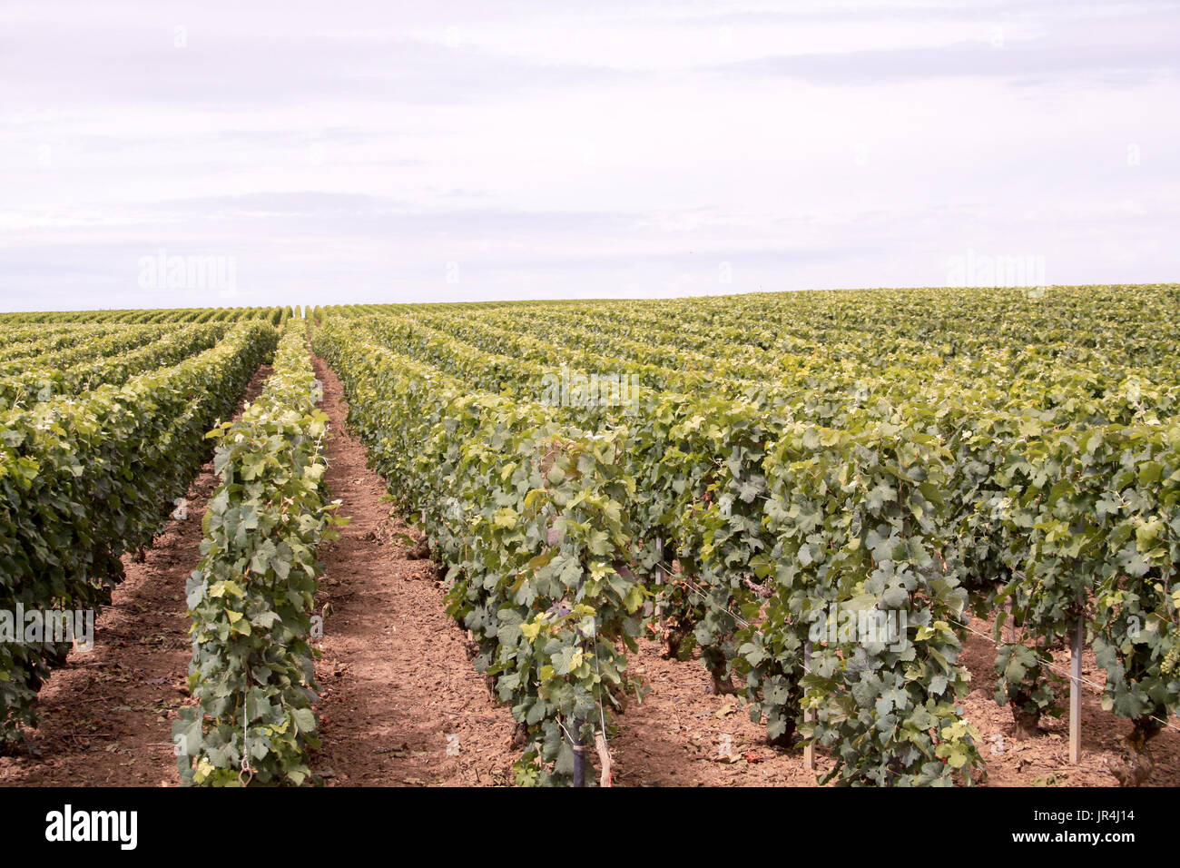 View of wine field and grape in Champagne hill in France Stock Photo ...