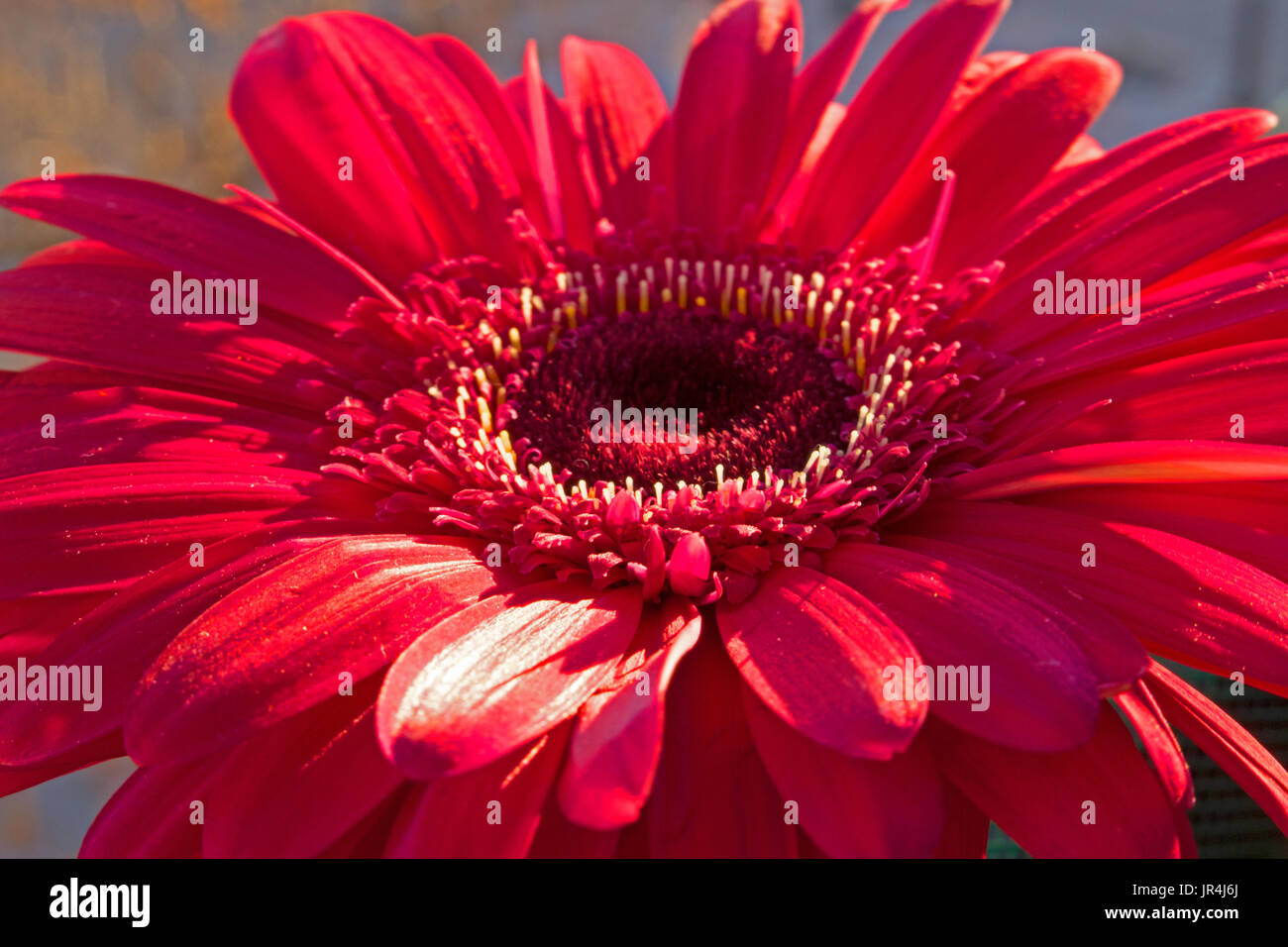 Gerber. Beautiful flower. Decoration beauty plant. Natural Stock Photo ...