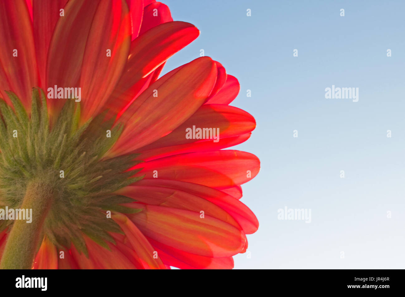 Gerber. Beautiful flower. Decoration beauty plant. Natural Stock Photo ...