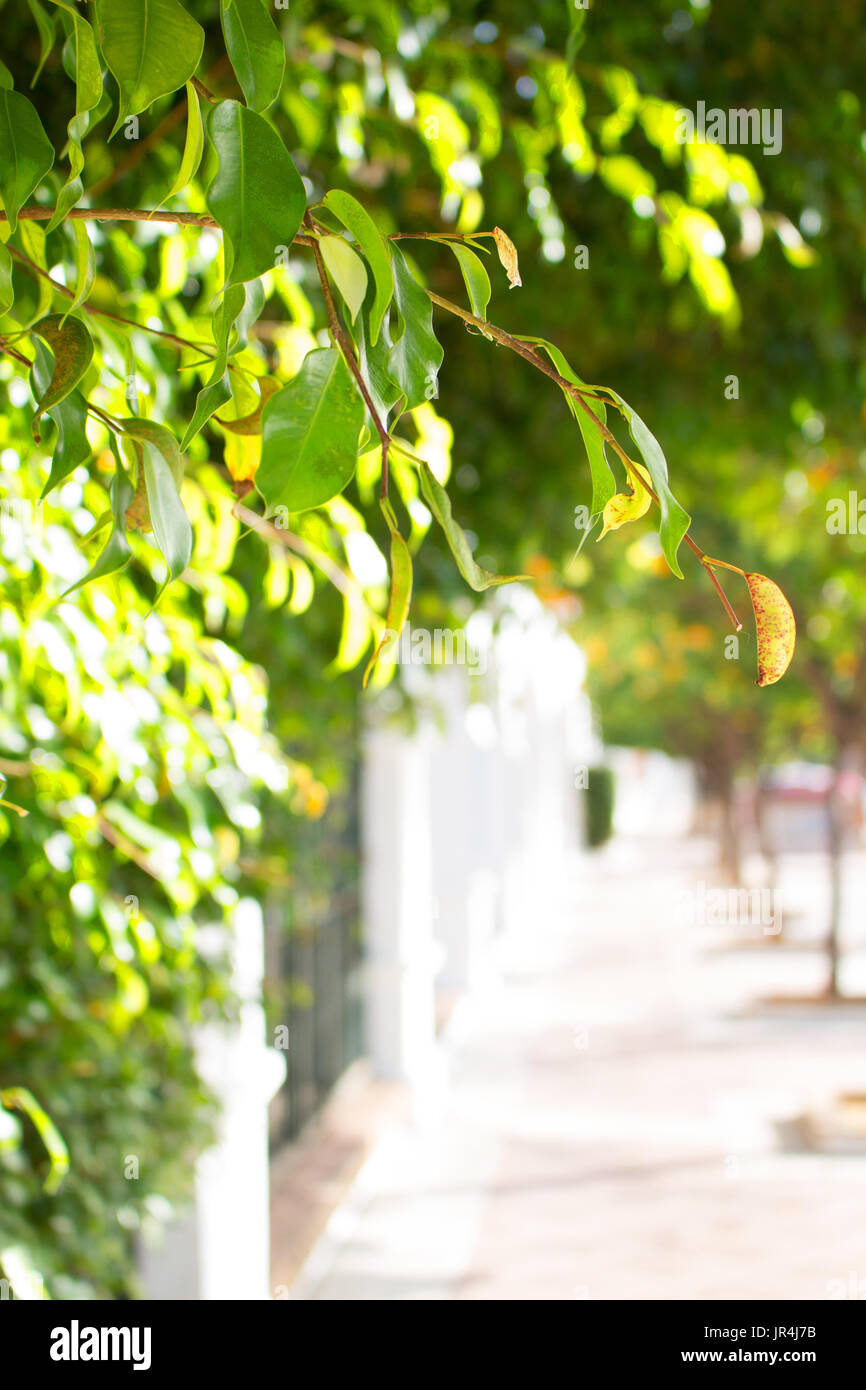 Street. Beautiful Spanish street. Costa del Sol, Andalusia, Spain Stock ...