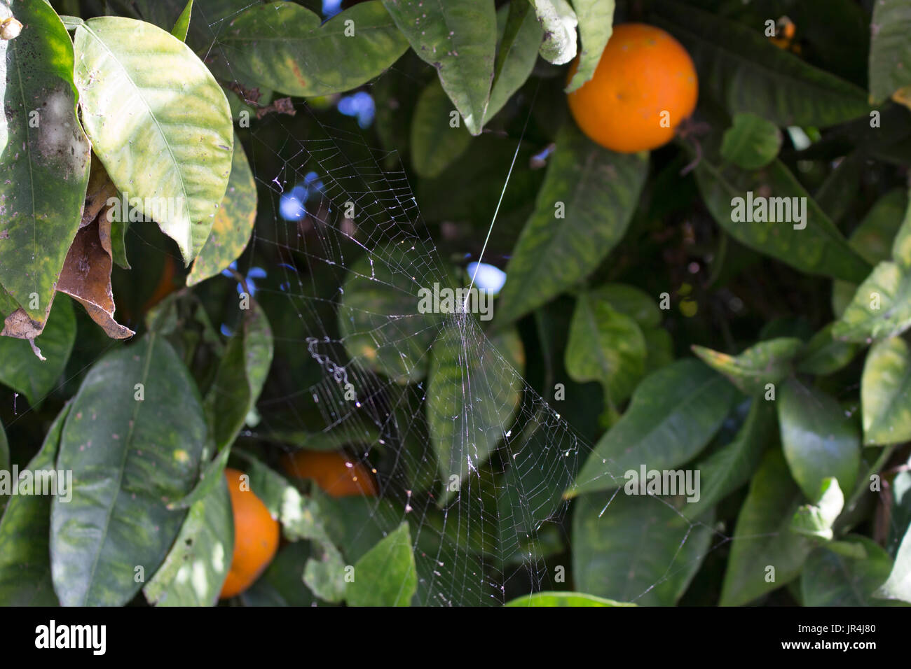 Web. Spider web. Beautiful orange tree. Macro Stock Photo - Alamy
