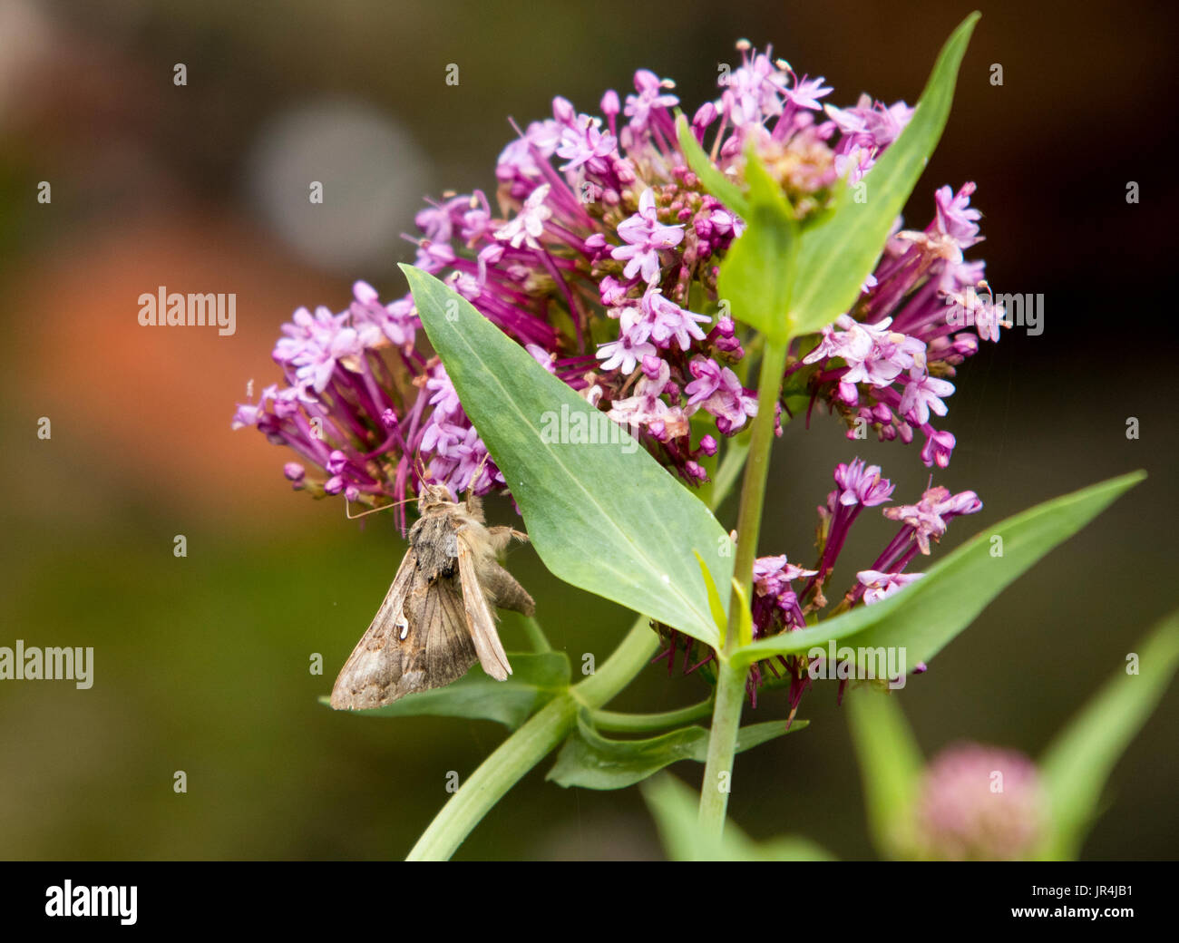 Silver y moth hi-res stock photography and images - Alamy