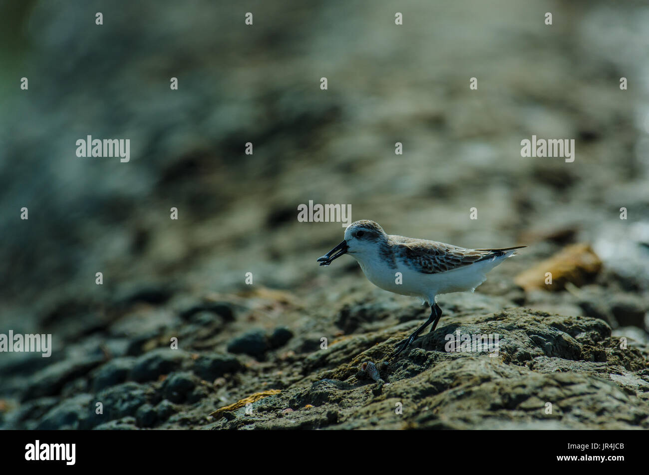 Spoon-billed sandpiper (Calidris pygmaea) in nature Thailand Stock ...
