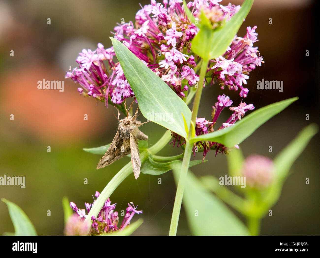 Moth feeding on flower hi-res stock photography and images - Alamy