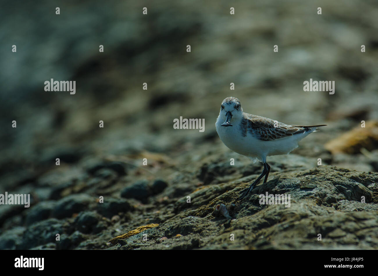 Calidris pygmaea hi-res stock photography and images - Alamy